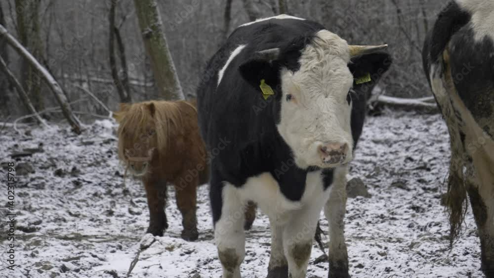 On a frozen meadow covered with snow you can see up close a cow and a ...