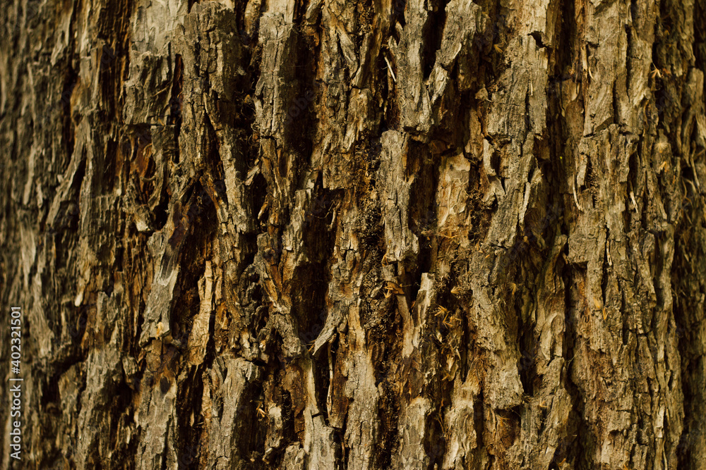 Nature background natural Wood texture. Aging skin Stock Photo | Adobe ...