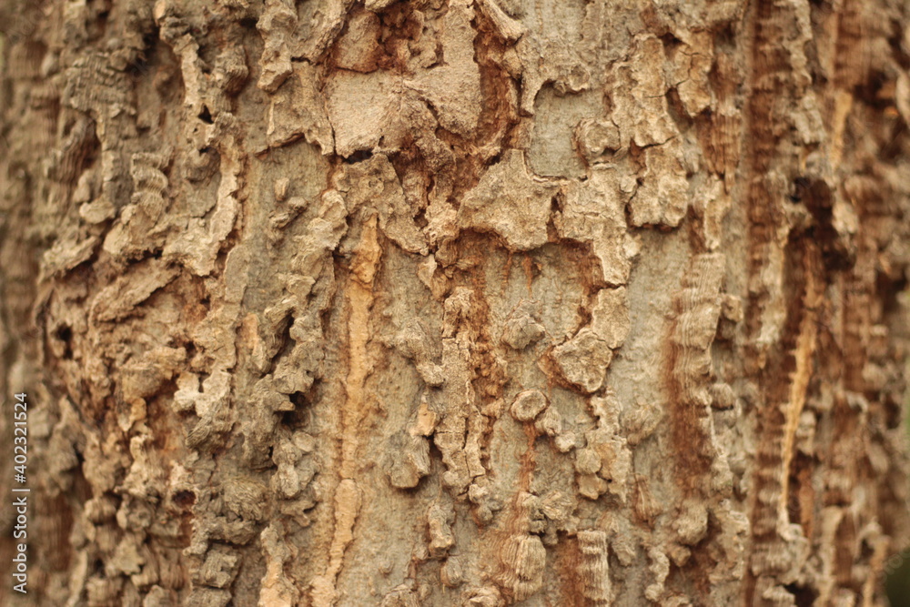 Nature background natural Wood texture. Aging skin Stock Photo | Adobe ...