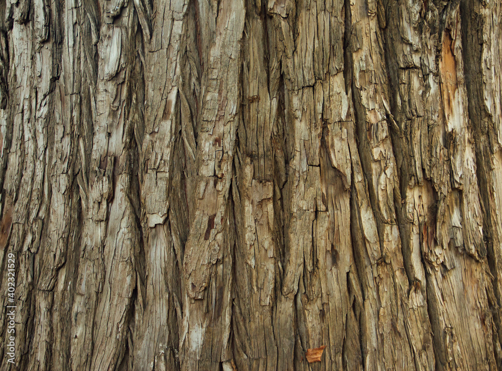 Nature background natural Wood texture. Aging skin Stock Photo | Adobe ...