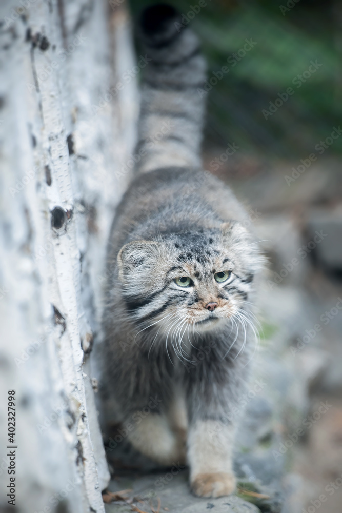 Pallas's cat (Otocolobus manul). Manul is living in the grasslands and ...