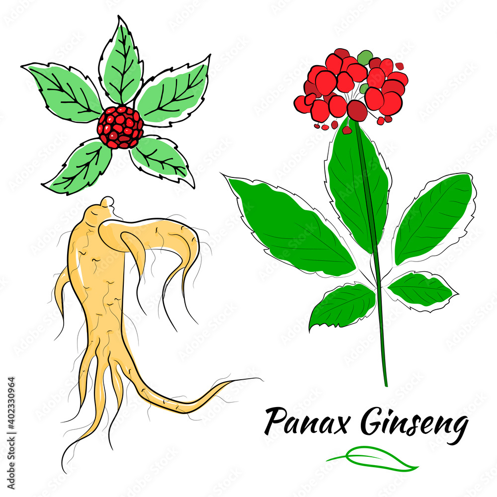 Drawing of leaves and root of ginseng. Ginseng root and berry vector ...