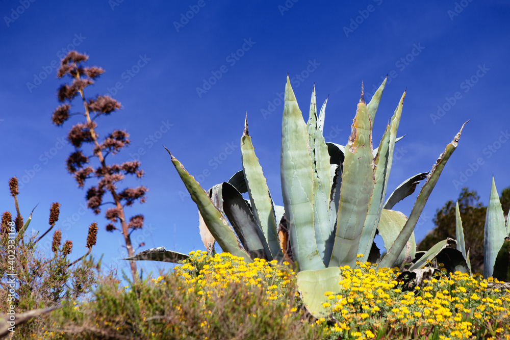 Foto de Beautiful Agave plant and tree in the fhoreground, native to ...