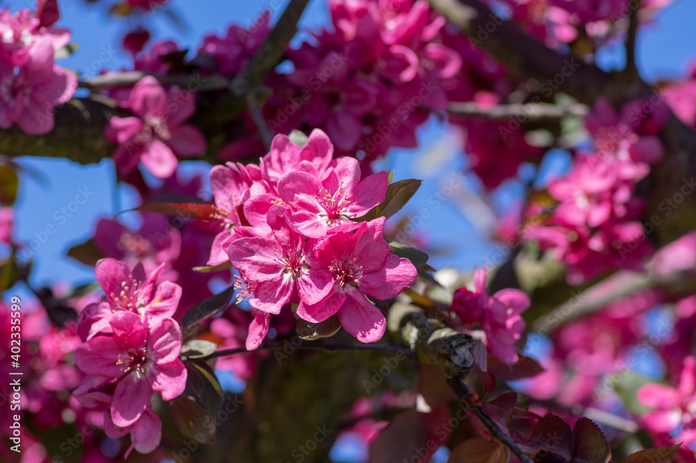 Ornamental malus apple tree plant flowering during springtime, toringo ...