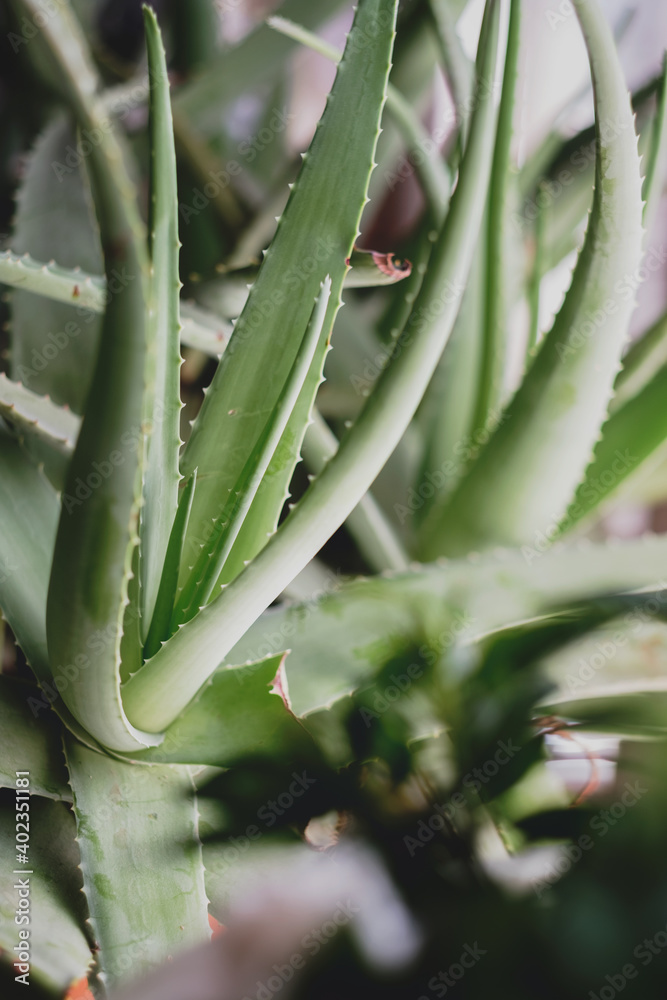 Detail of the leaves of a beautiful Aloe vera plant Stock Photo | Adobe ...