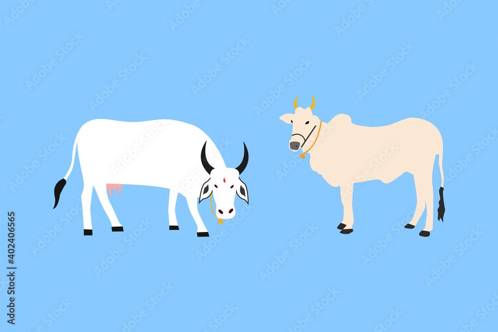 cartoon style Beautiful Indian cow and ox isolated on blue background ...