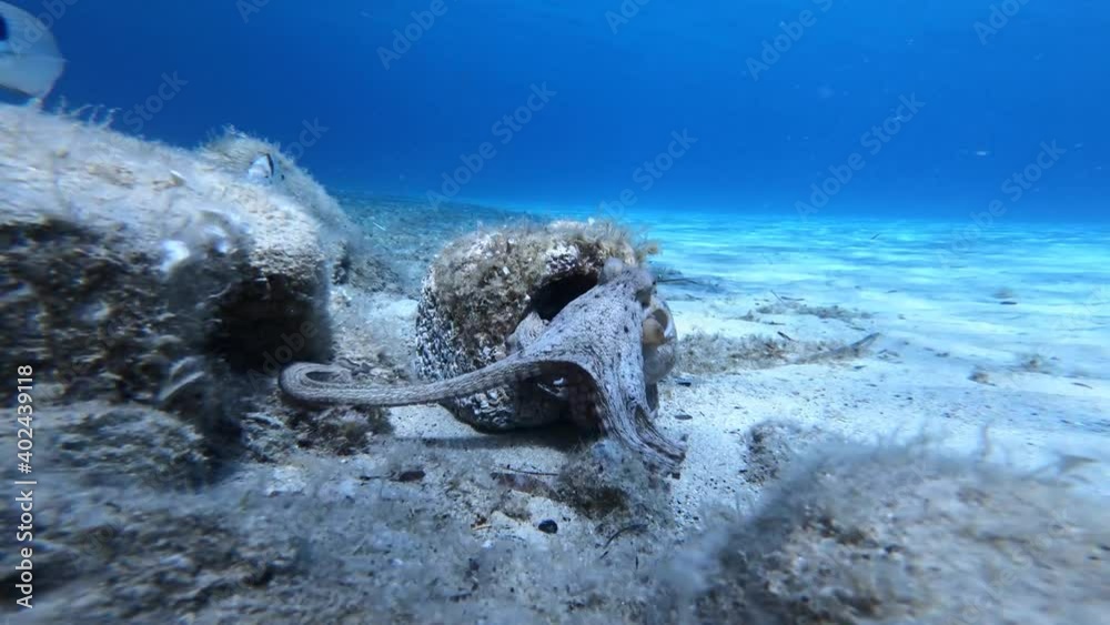 Octupus vulgaris leaving a hole in a brick underwater video of common ...