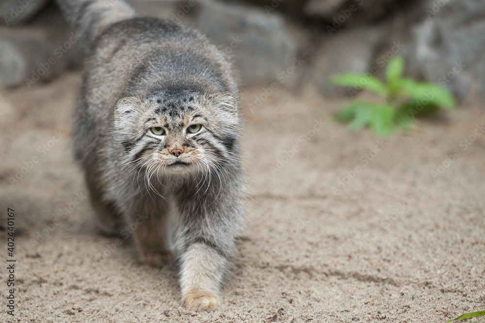 Pallas's cat (Otocolobus manul). Manul is living in the grasslands and ...