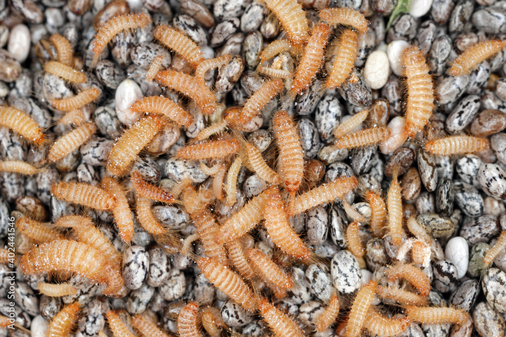Khapra Beetle Larvae
