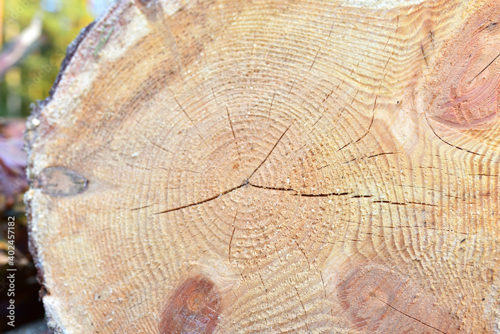 Wooden structure. Cross sectional cut end of log showing the pattern ...