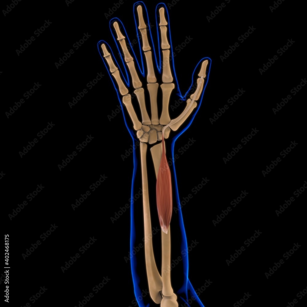 Flexor Pollicis Brevis Muscle Anatomy For Medical Concept 3D ...