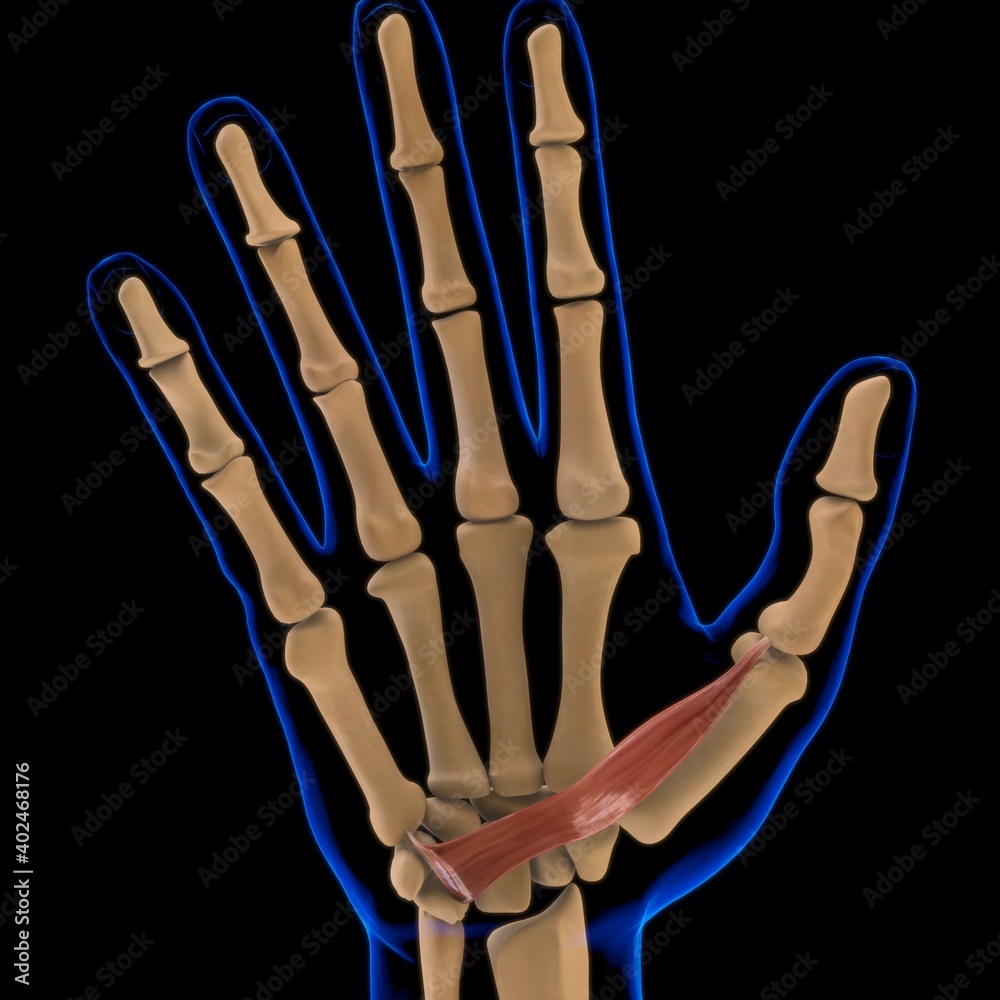 Flexor Pollicis Brevis Muscle Anatomy For Medical Concept 3D ...