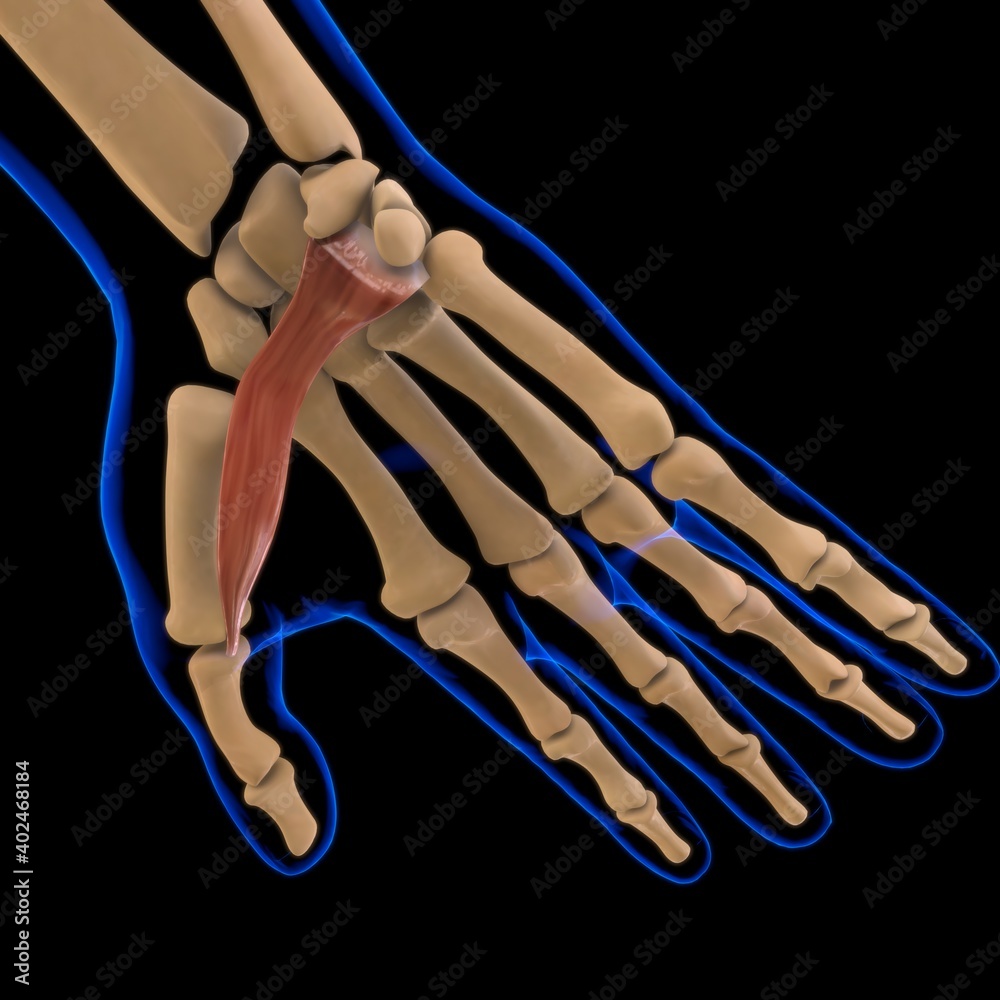 Flexor Pollicis Brevis