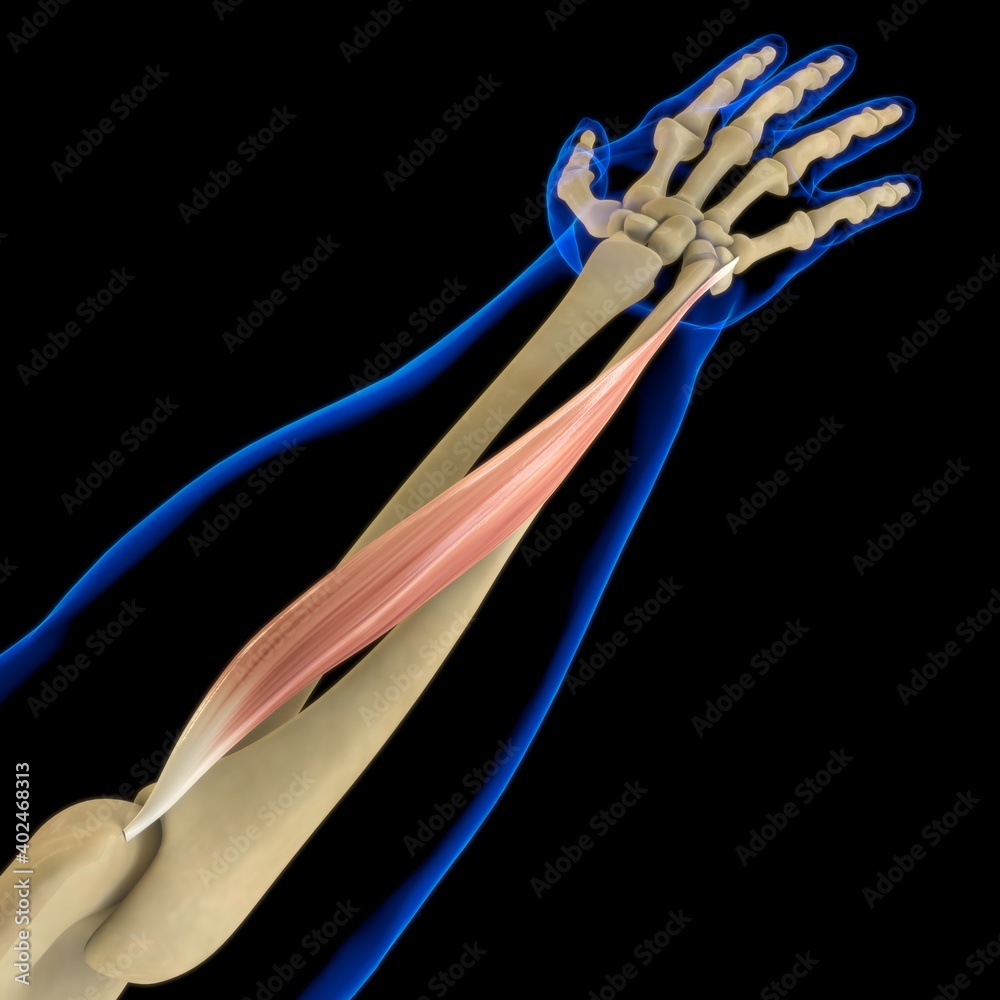 Extensor Carpi Ulnaris Muscle Anatomy For Medical Concept 3D Illustration Stock Illustration ...