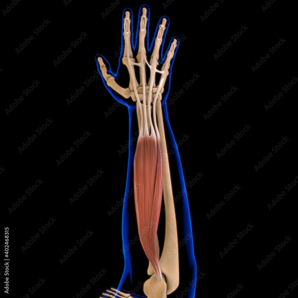 Extensor Digitorum Muscle Anatomy For Medical Concept 3D Illustration ...