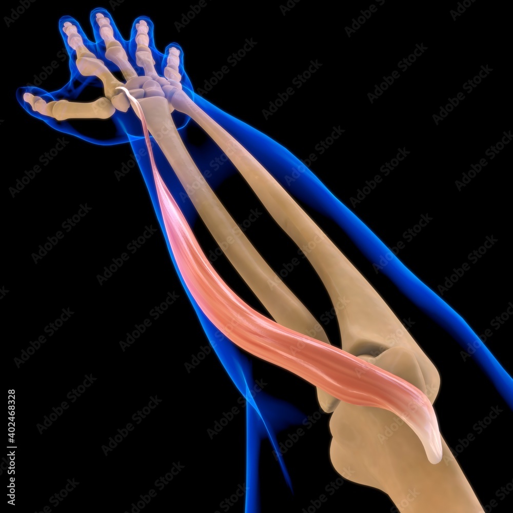 Extensor Carpi Radialis Longus Muscle Anatomy For Medical Concept 3D ...