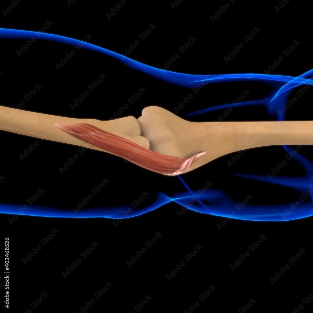 Pronator Teres Muscle Anatomy For Medical Concept 3D Illustration Stock ...