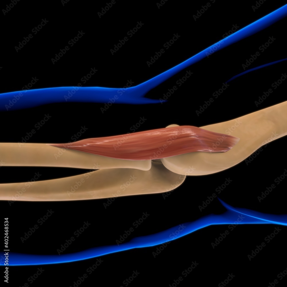 Pronator Teres Muscle Anatomy For Medical Concept 3D Illustration Stock ...