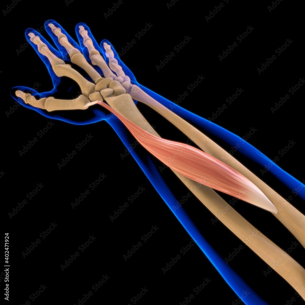 Abductor Pollicis Longus Muscle Anatomy For Medical Concept 3D ...