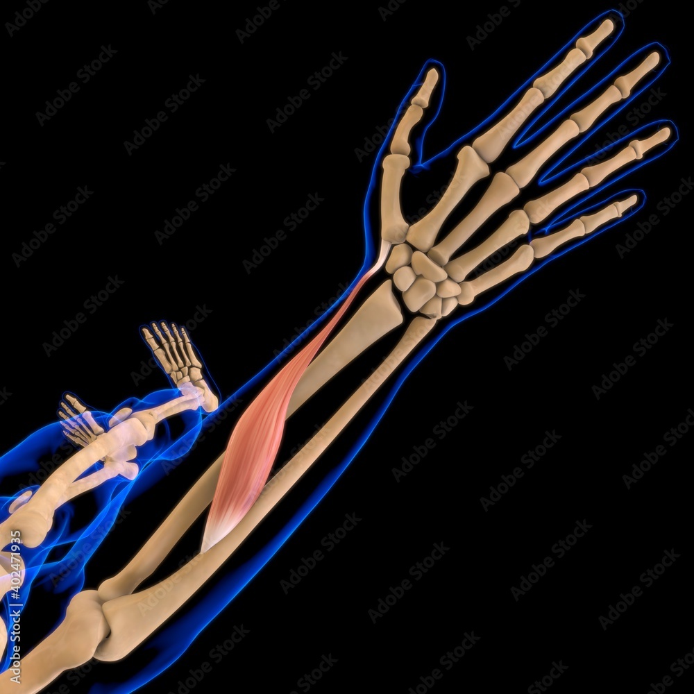 Abductor Pollicis Longus Muscle Anatomy For Medical Concept 3D ...