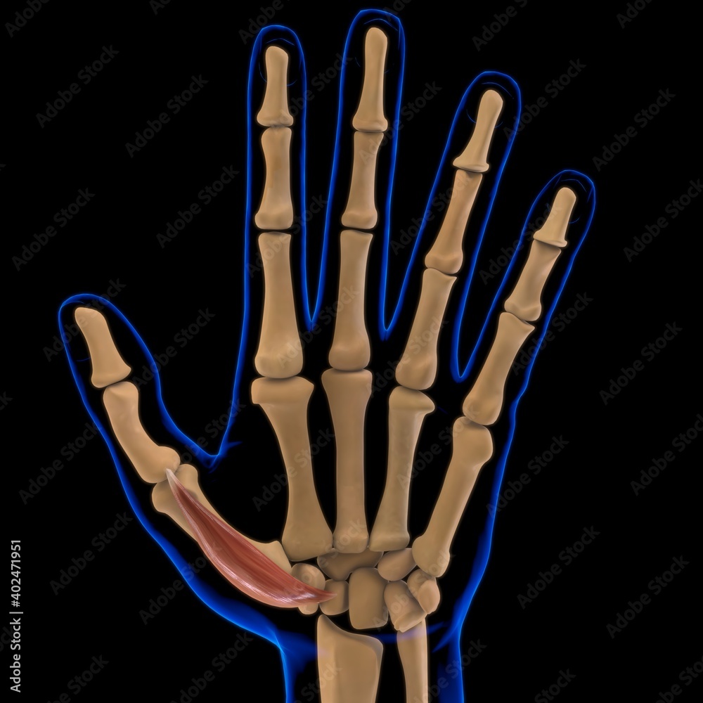Abductor Pollicis Brevis Muscle Anatomy For Medical Concept 3D ...