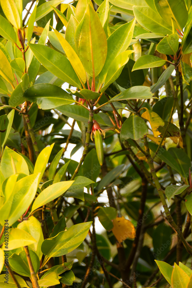 Bruguiera is a plant genus in the family Rhizophoraceae. It is a small ...