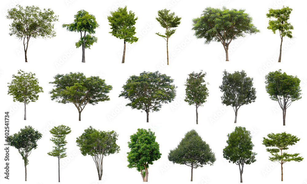 Set beautiful trees isolated on white background, Suitable for use in ...
