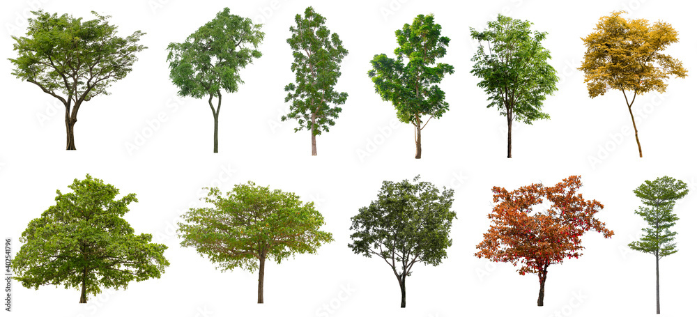 Set beautiful trees isolated on white background, Suitable for use in ...