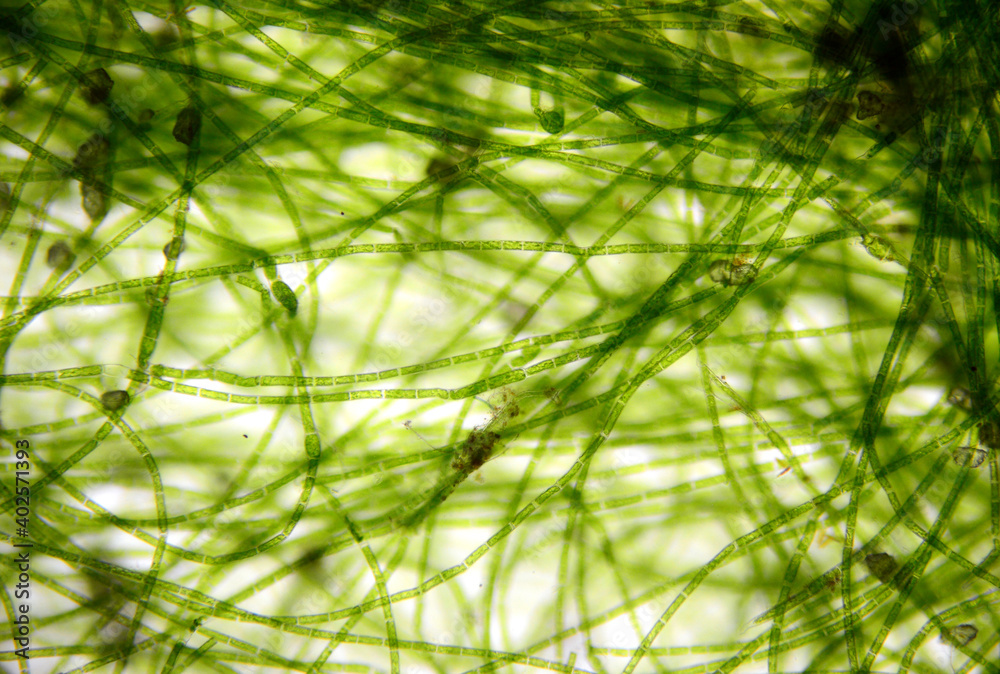Fuzzy plant cells seen under a microscope foto de Stock | Adobe Stock