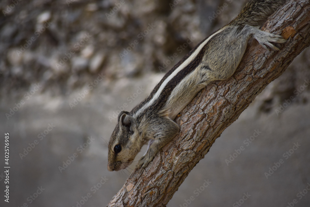 Adult gray squirrel close up. mammal Asian tree rodent, wildlife animal ...