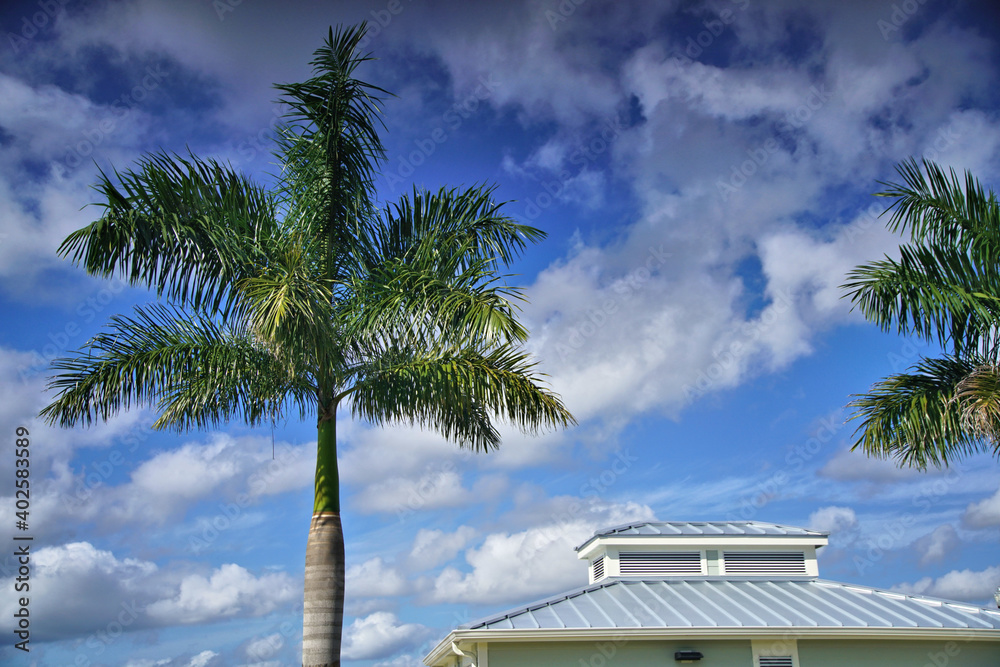 Palm trees with a beautiful tropical clouded sky in the background ...