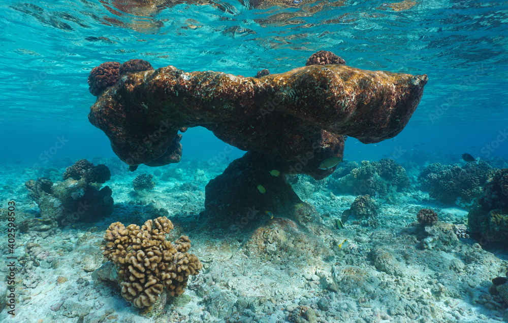 Old reef formation underwater in the lagoon of Rangiroa, Pacific ocean ...