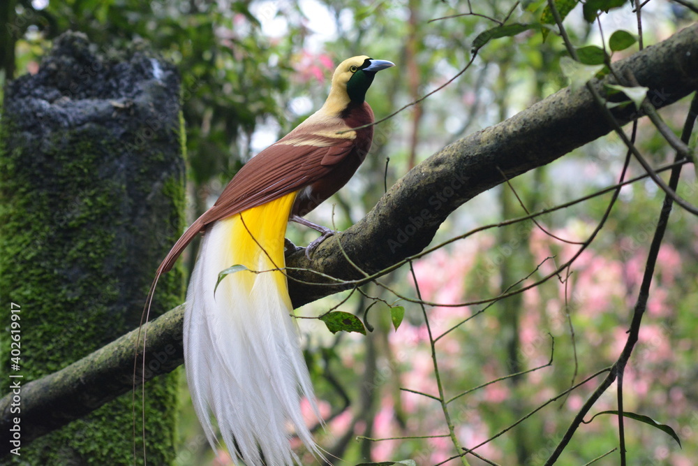 The lesser bird of paradise, Paradisaea minor is a bird of paradise in ...