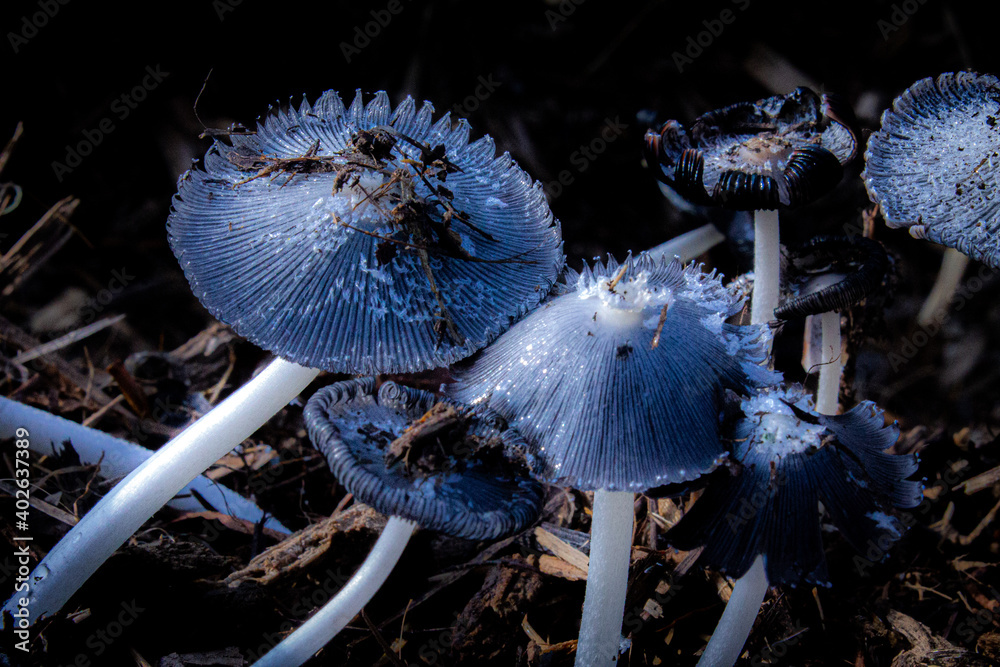 hongos azules Stock Photo | Adobe Stock