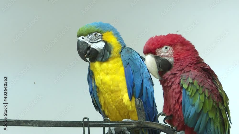 Close-up of two macaws on a light background. Red and blue are the ...
