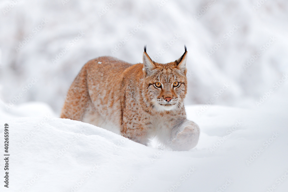 Lynx, winter wildlife. Cute big cat in habitat, cold condition. Snowy ...