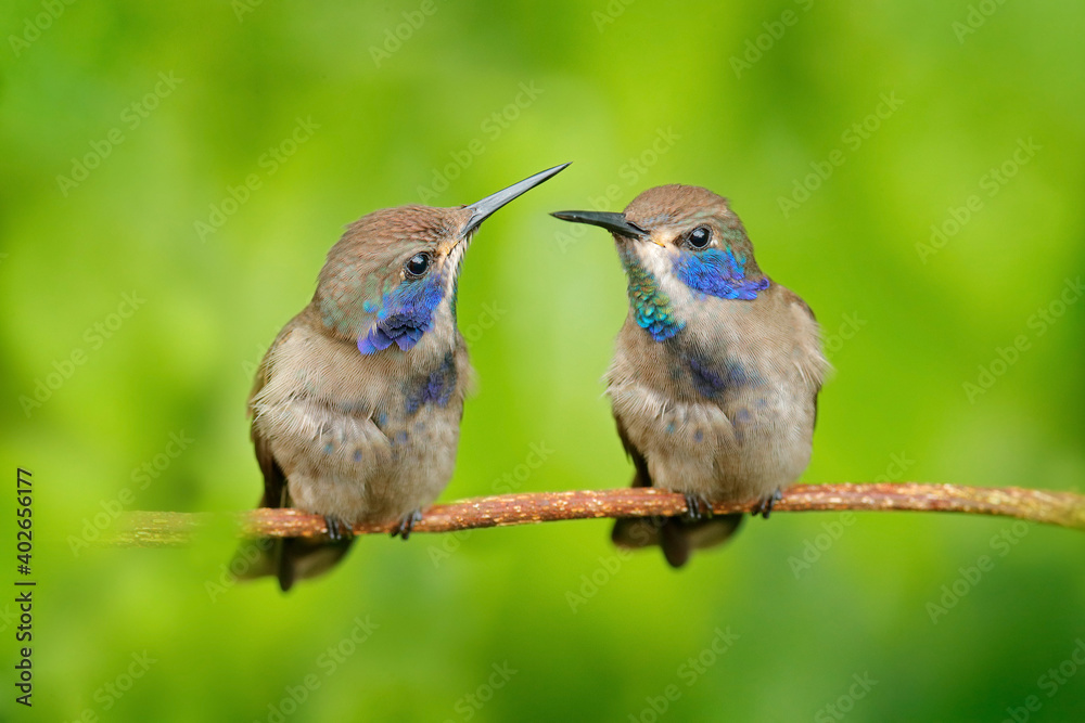 Stockfoto Tropic wildlife, two cute tinny birds. Bird with blue cheeks ...