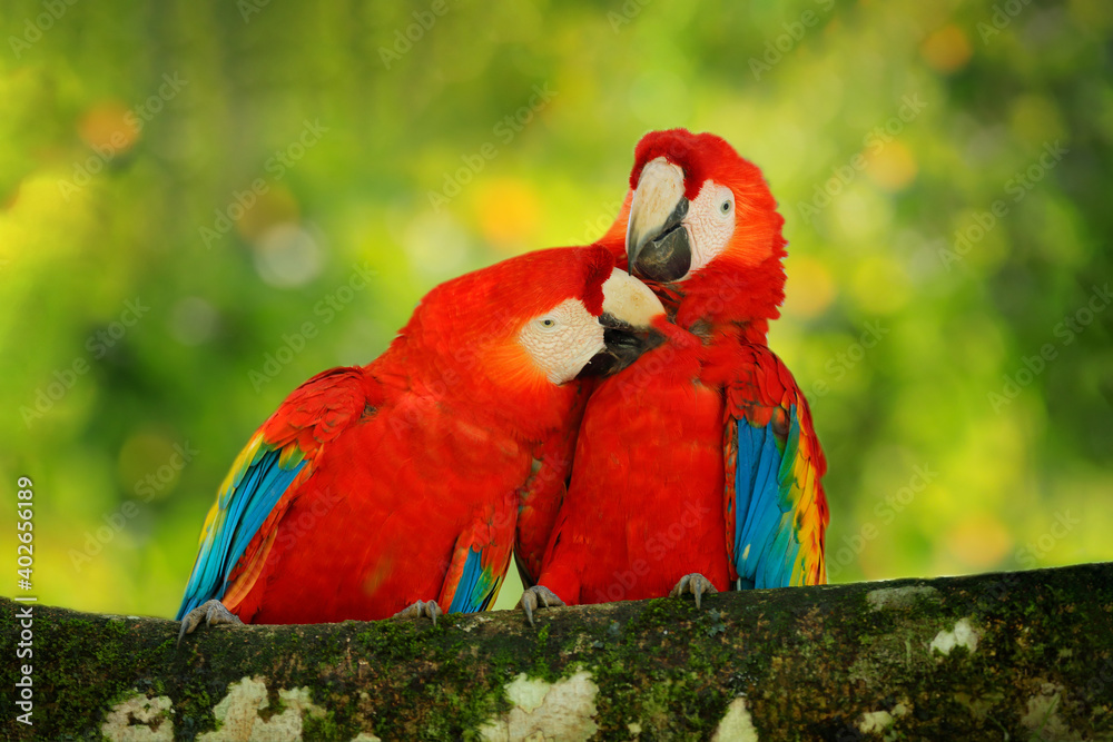 Scarlet Macaw Sitting