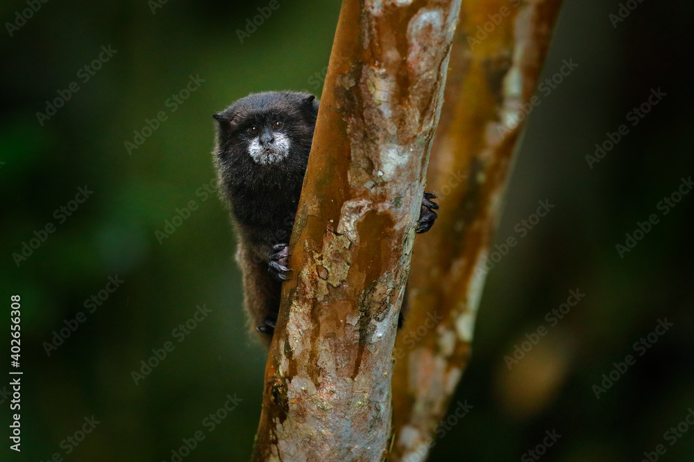 Black Mantle Tamarin monkey from Sumaco National Park in Ecuador ...