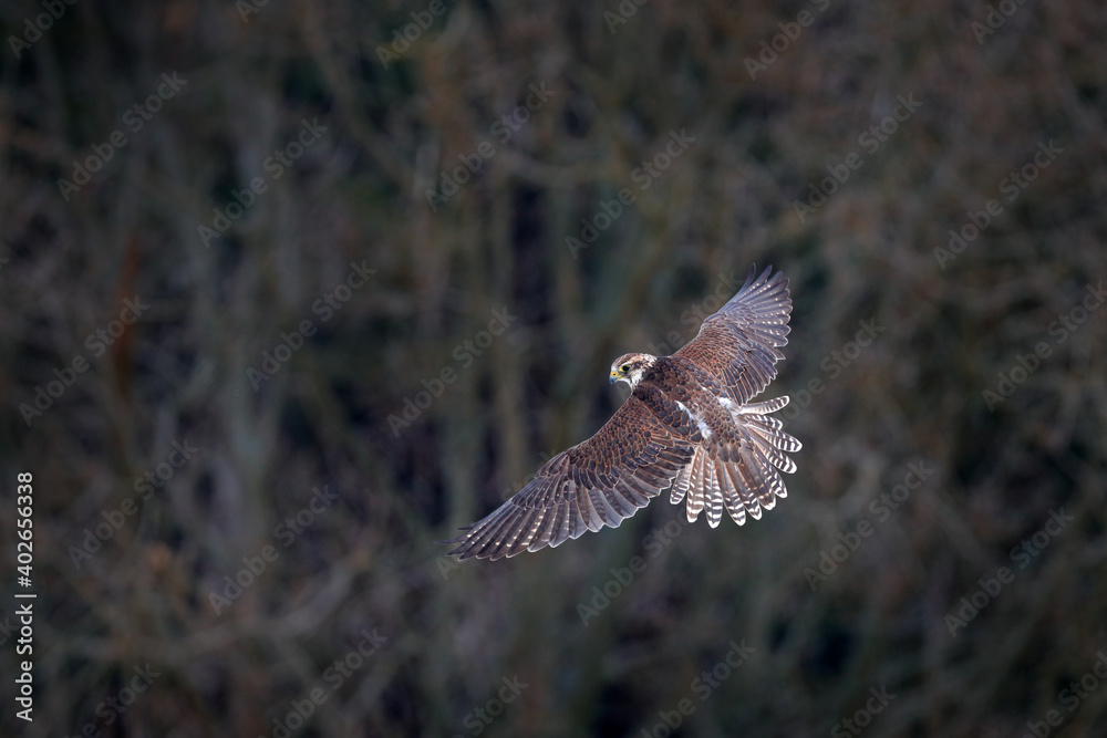 Foto de Gyrfalcon, Falco rusticolus, bird of prey fly. Flying rare bird ...