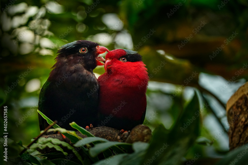 Charmosyna papou, Papuan lorikeet, also known as Stella's lorikeet parrot. Red and melanistic ...