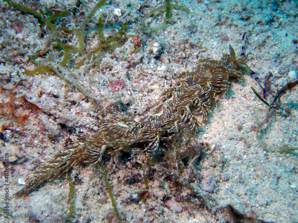 Pteraeolidia Ianthina
