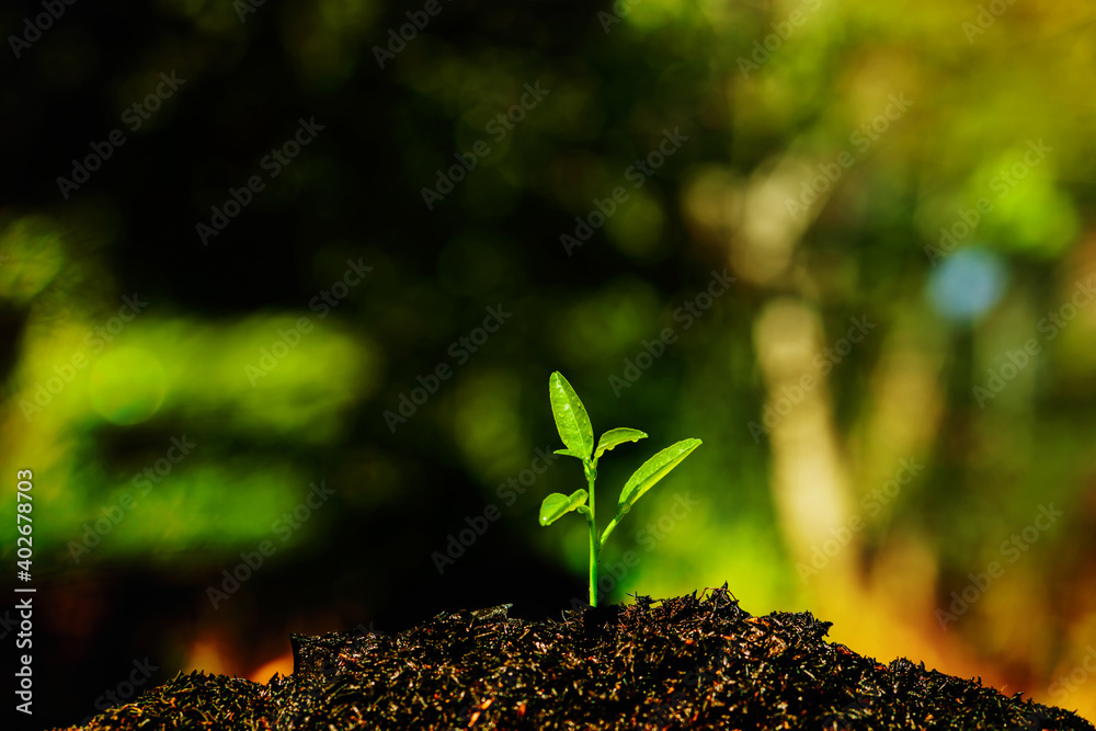 Seedling are growing in the soil with backdrop of the sun light ...
