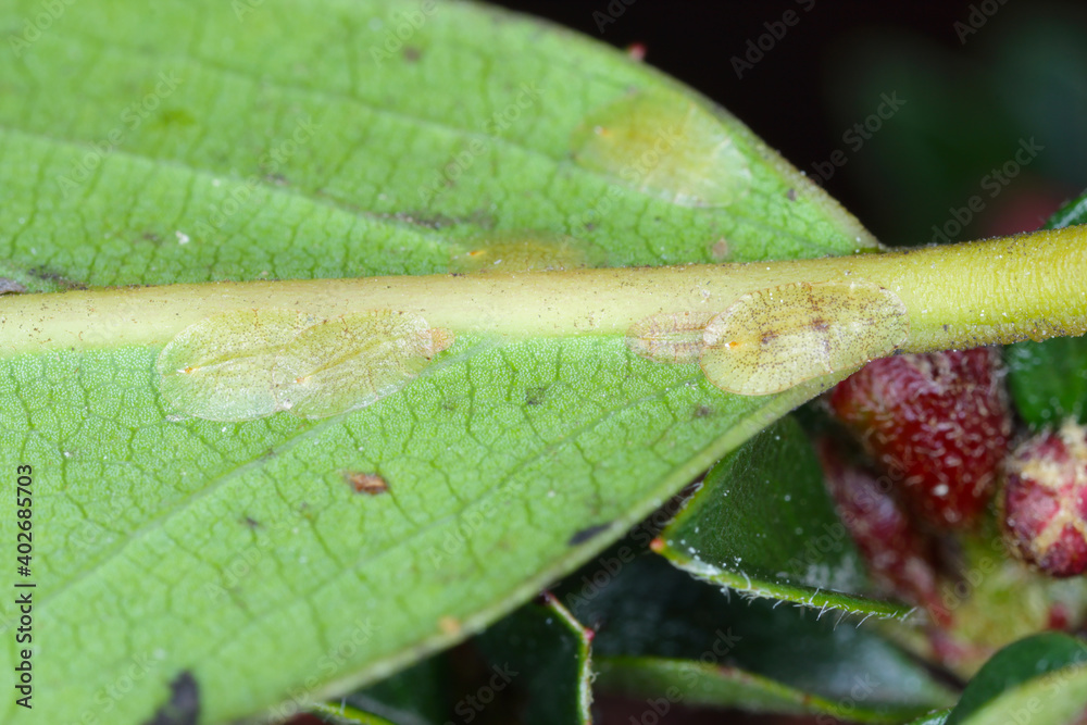Macrophotography of Diaspididae insects on leaf vessel. Armored scale ...