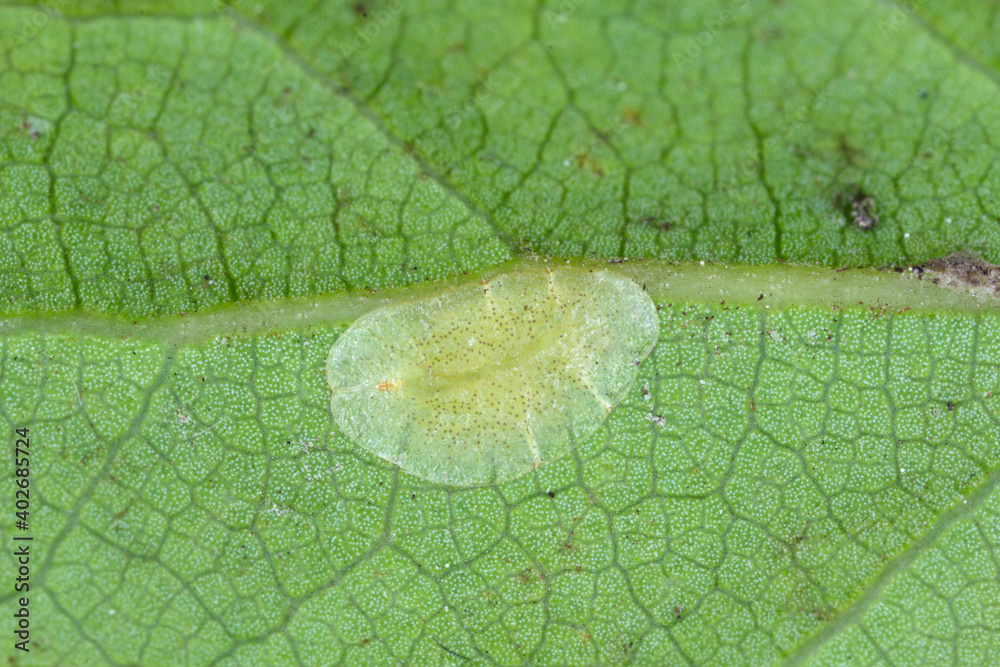 Macrophotography of Diaspididae insects on leaf vessel. Armored scale ...