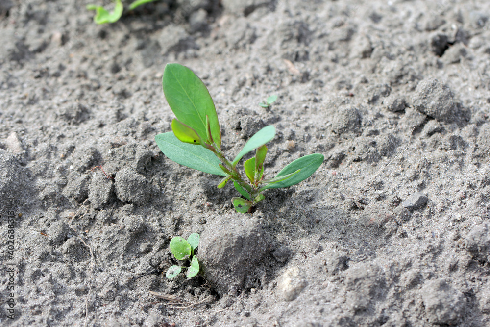 Polygonum aviculare - common knotgrass, prostrate knotweed, birdweed ...