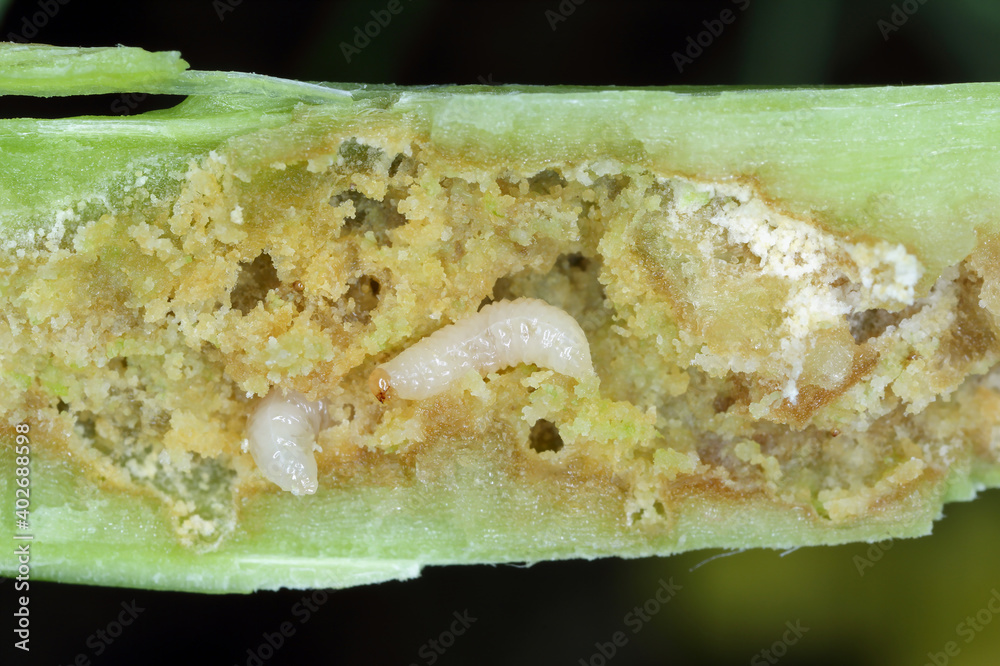 Larvae of Ceutorhynchus - Cabbage Stem Weevils. It is beetle from ...