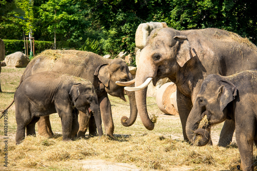 Big family of elephants have fun and spend time together enjoying their ...