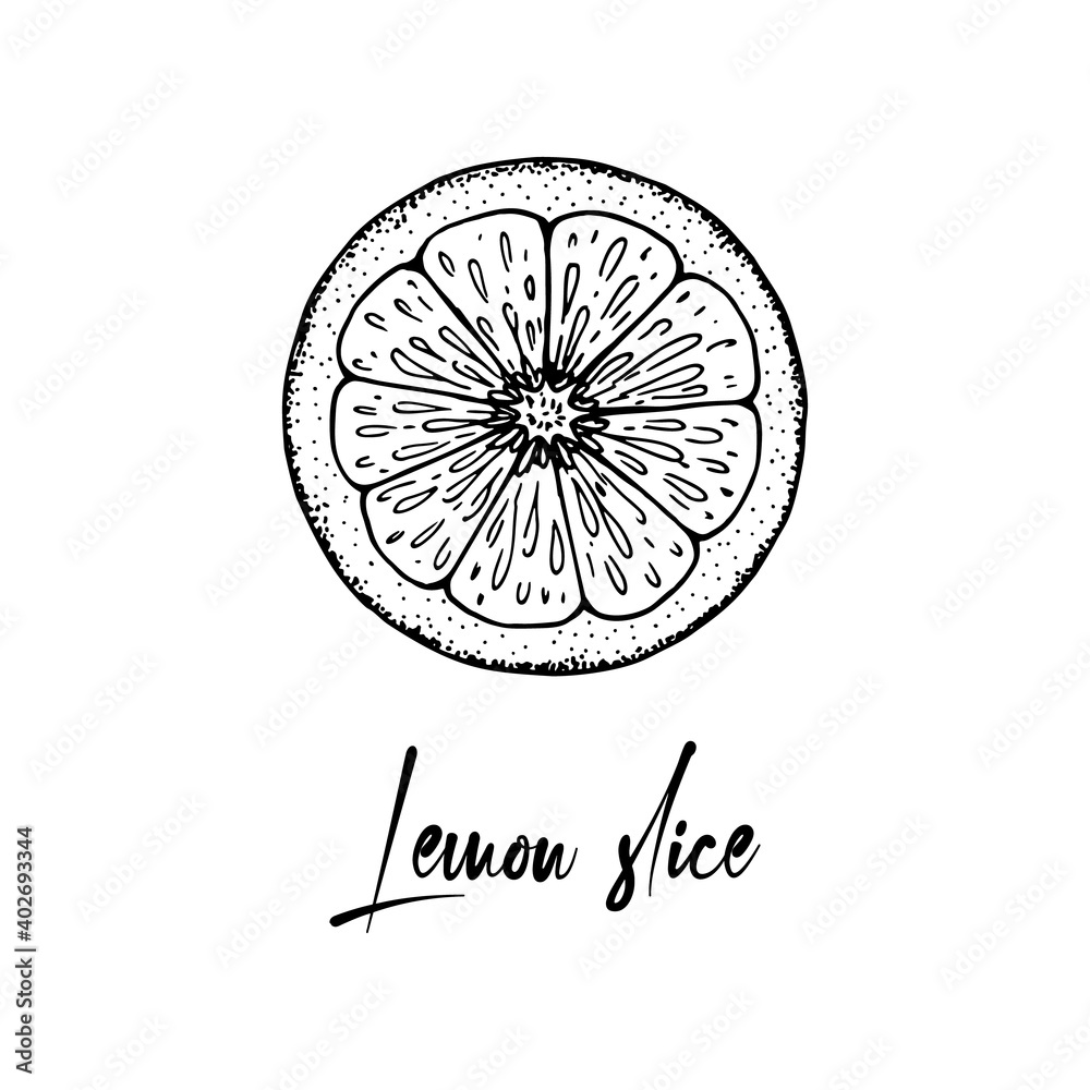 Hand drawn slice of lemon isolated on white background. Vector ...