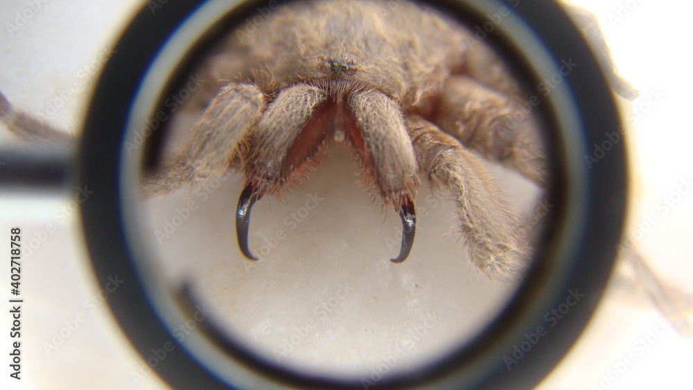 Tarantula as a pet. Exotic veterinarian examines a spider fangs, vet ...
